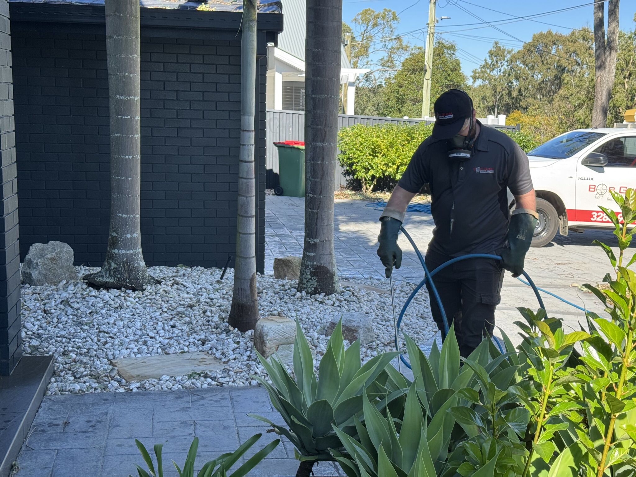 Flying Ants in Brisbane - Bob Gunn Termite Solutions